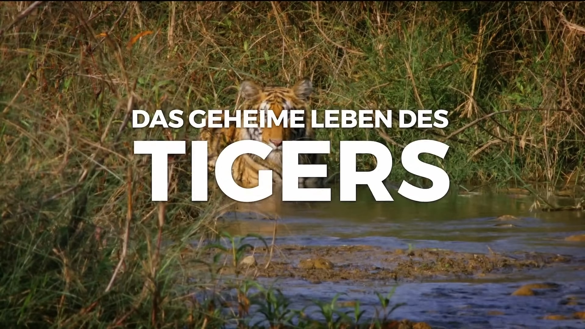 Das Geheimnis des Tigers